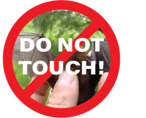 Why should you never touch a bat with bare hands? - BatFree.net